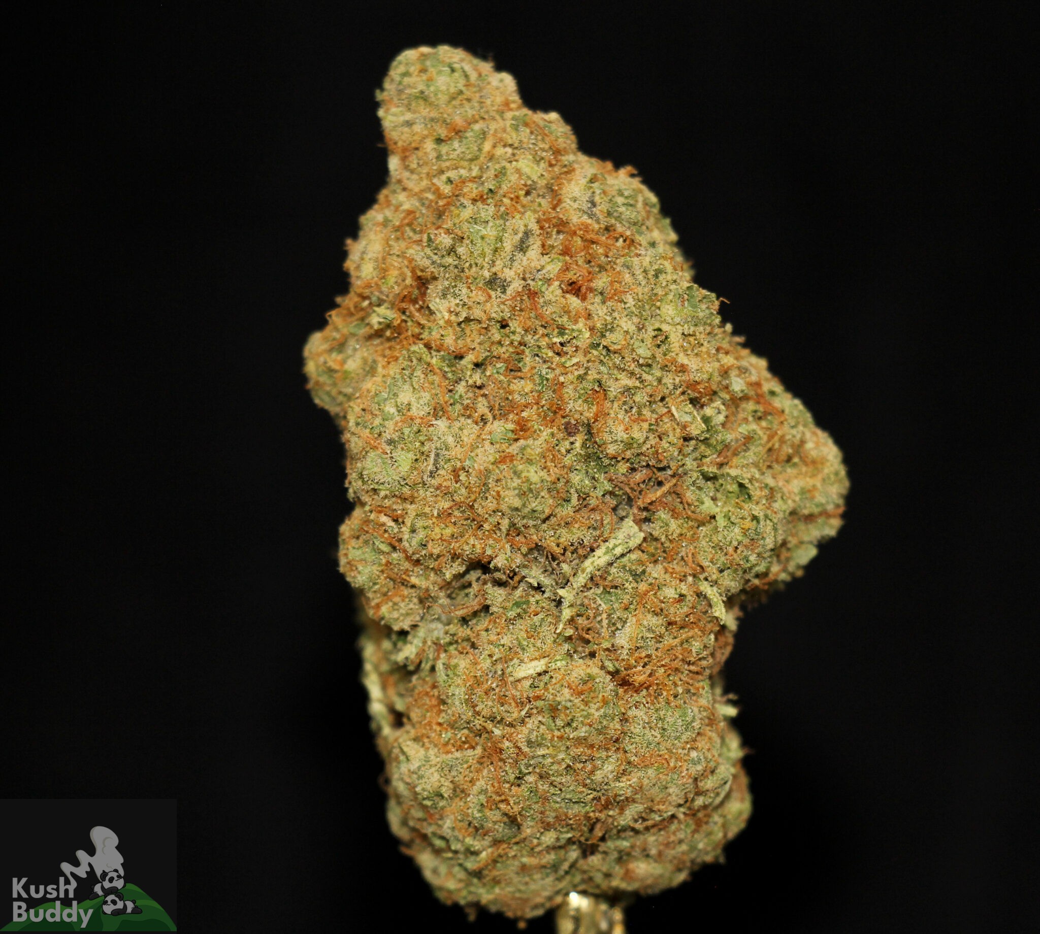 Buy 24k Gold Kush Online – Weed Strain – Kush Buddy