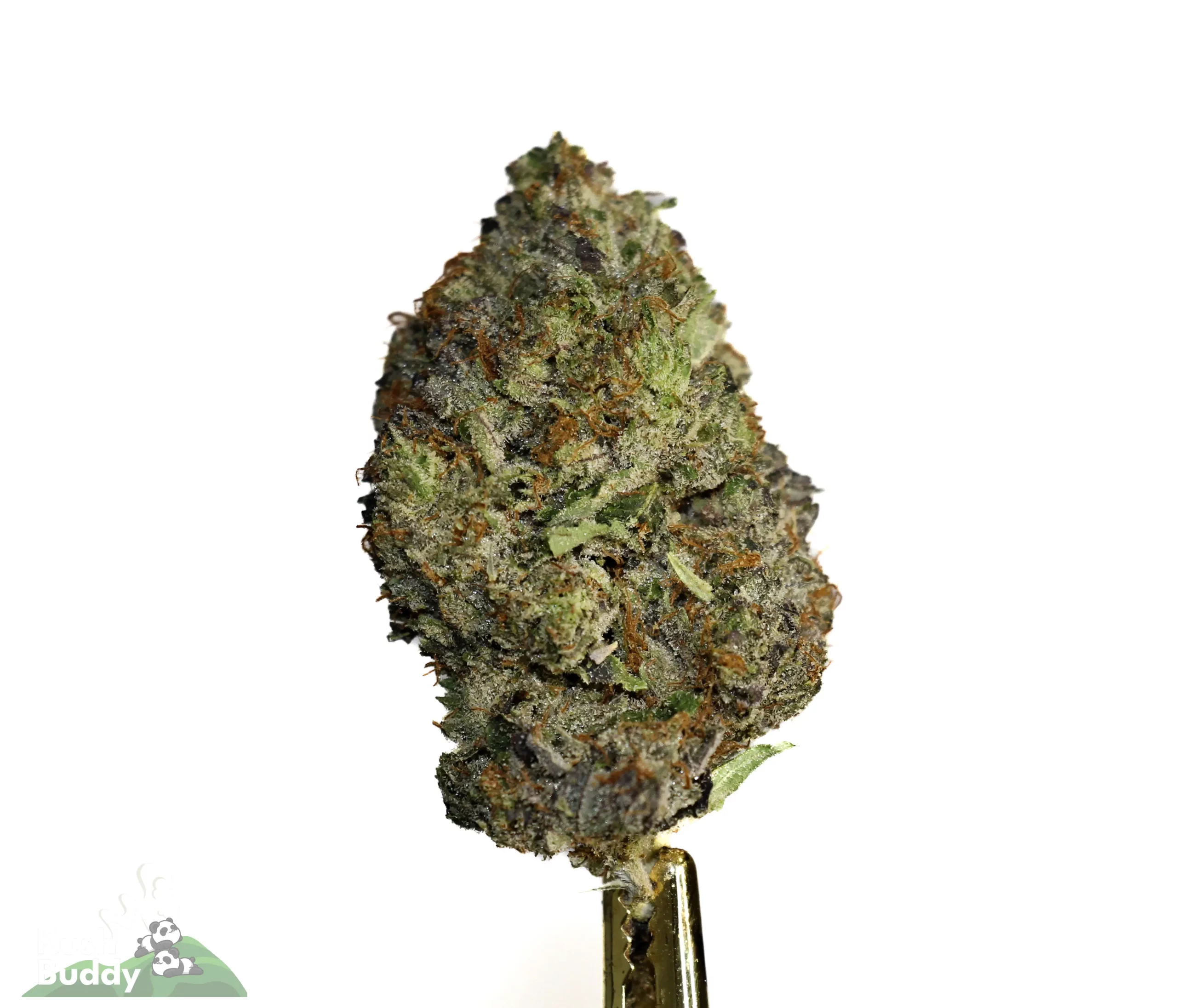 Blue Fin Tuna Strain – Buy Weed Online