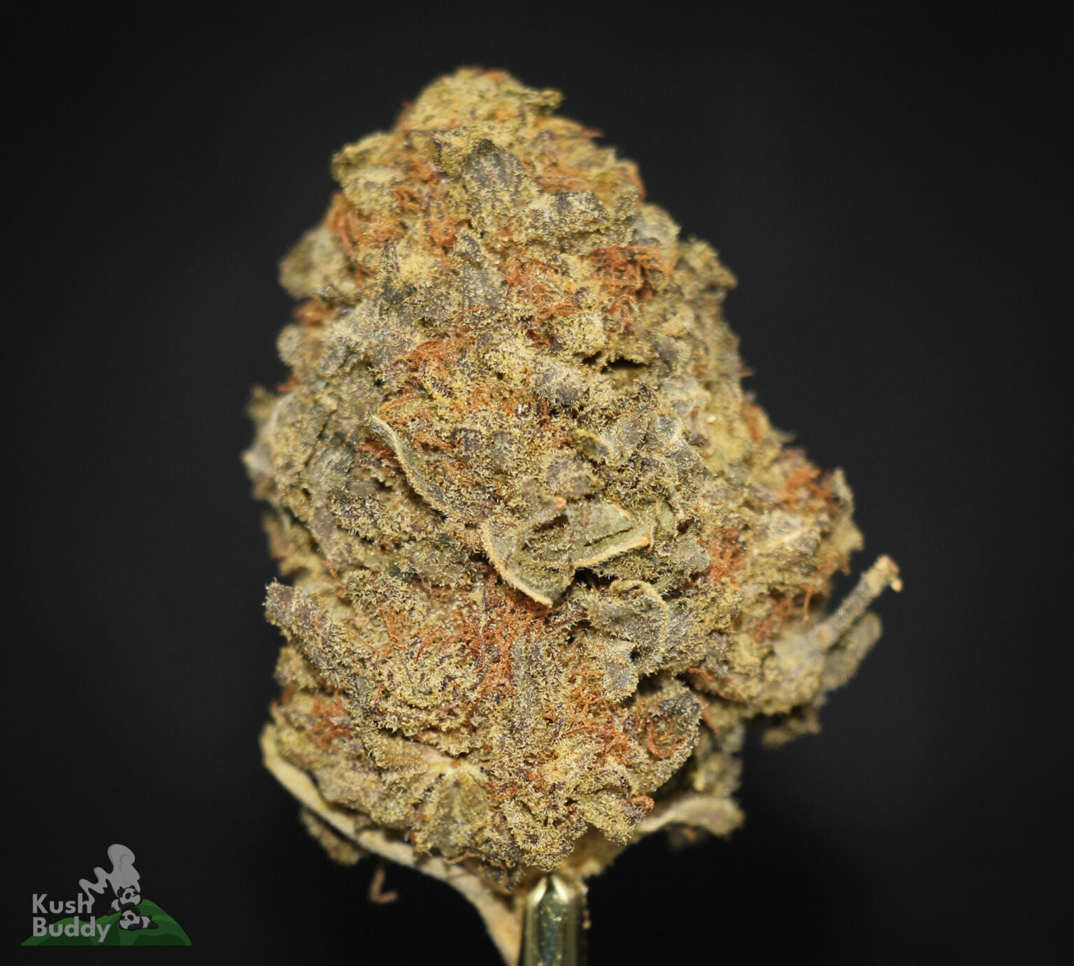 Buy Pine Tar Kush Online – Bulk Weed Strain – Kush Buddy