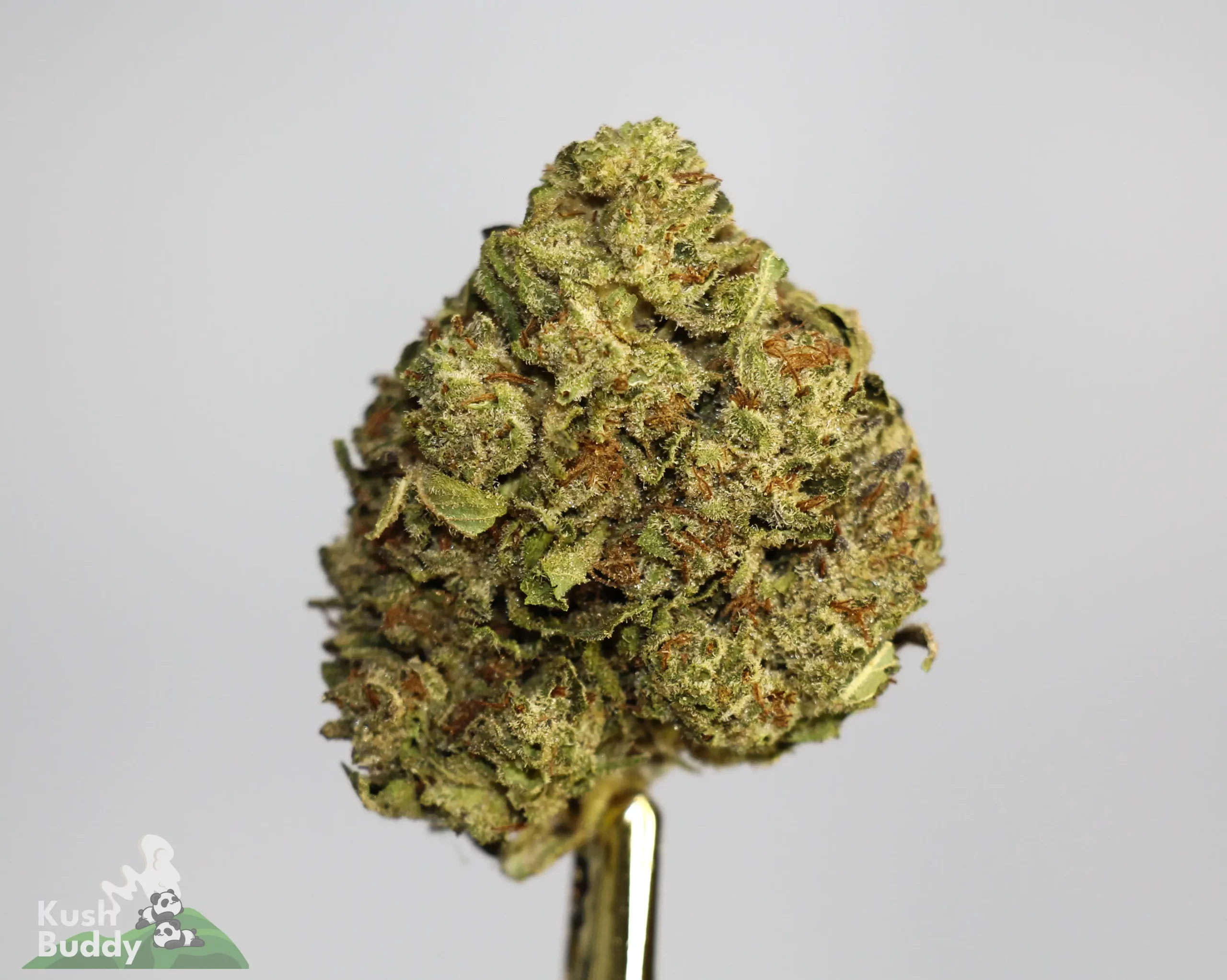 Purple Space Cookies – Buy Bulk Weed Online