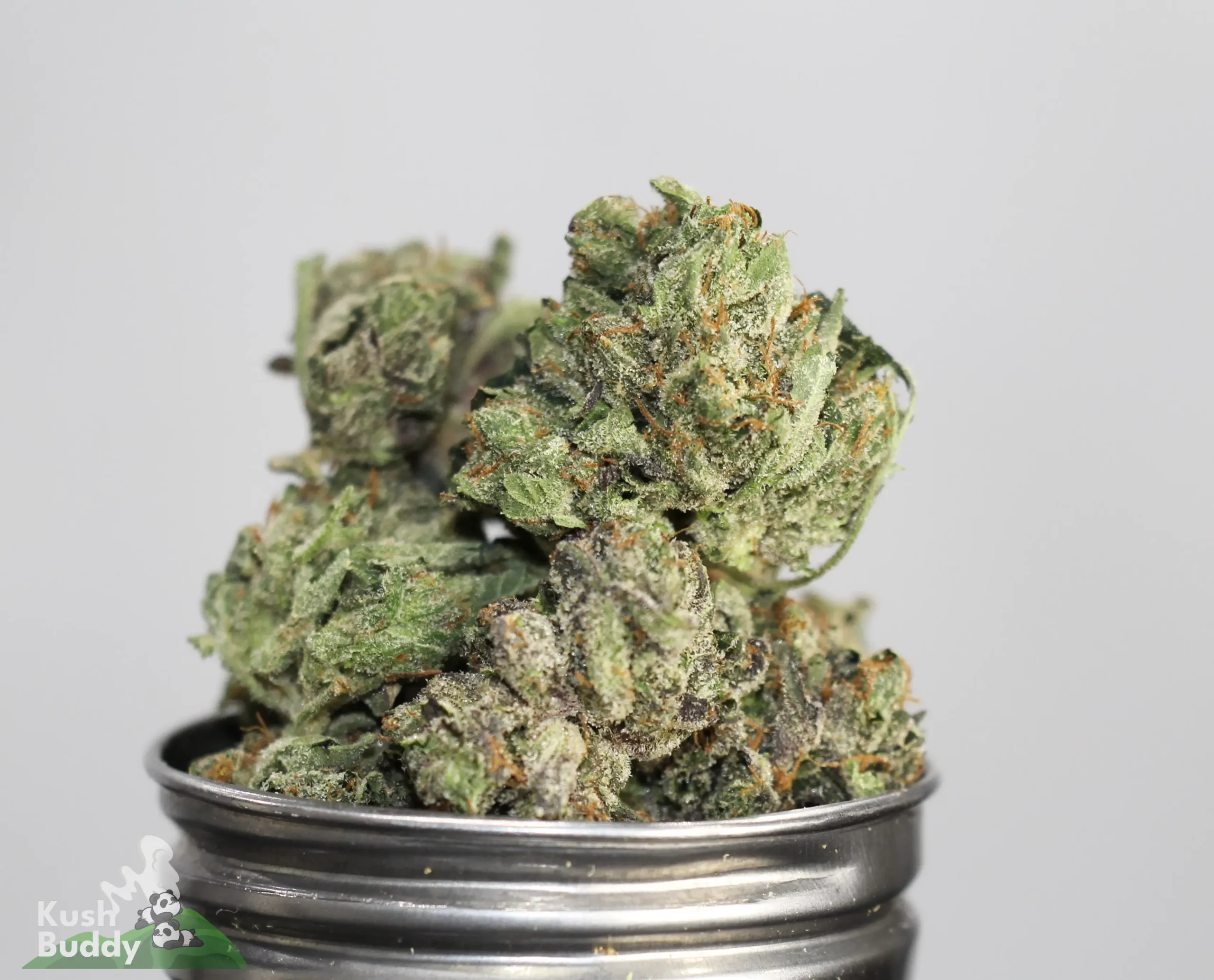 Death Reaper Strain – Buy Bulk Weed Online