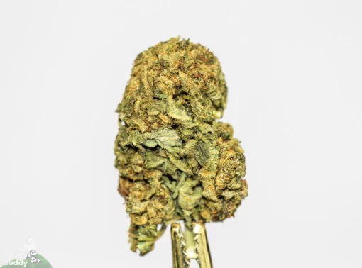 Buy Pink Gorilla Online – Bulk Weed Strain – Kush Buddy