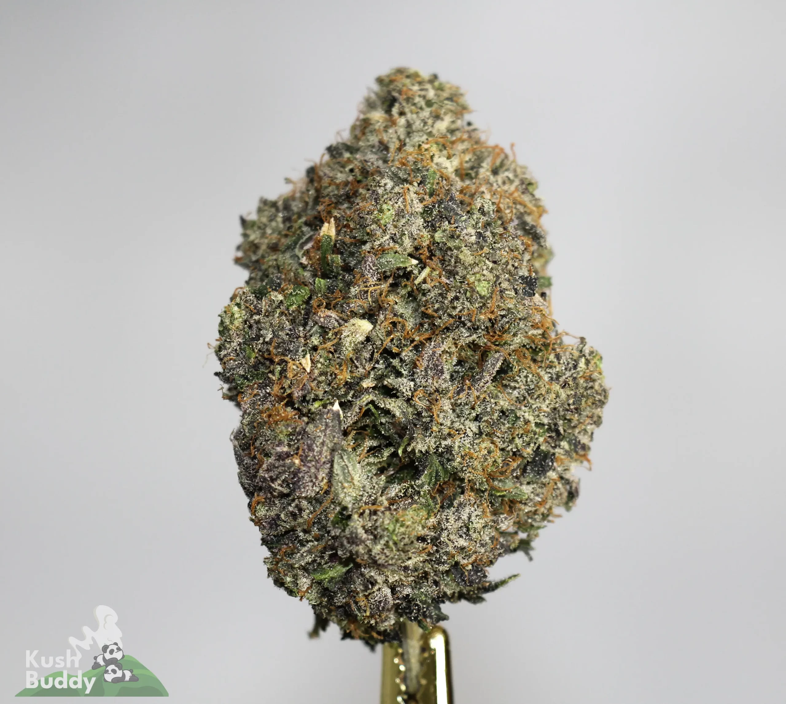 Comatose OG Strain – Buy Weed Online