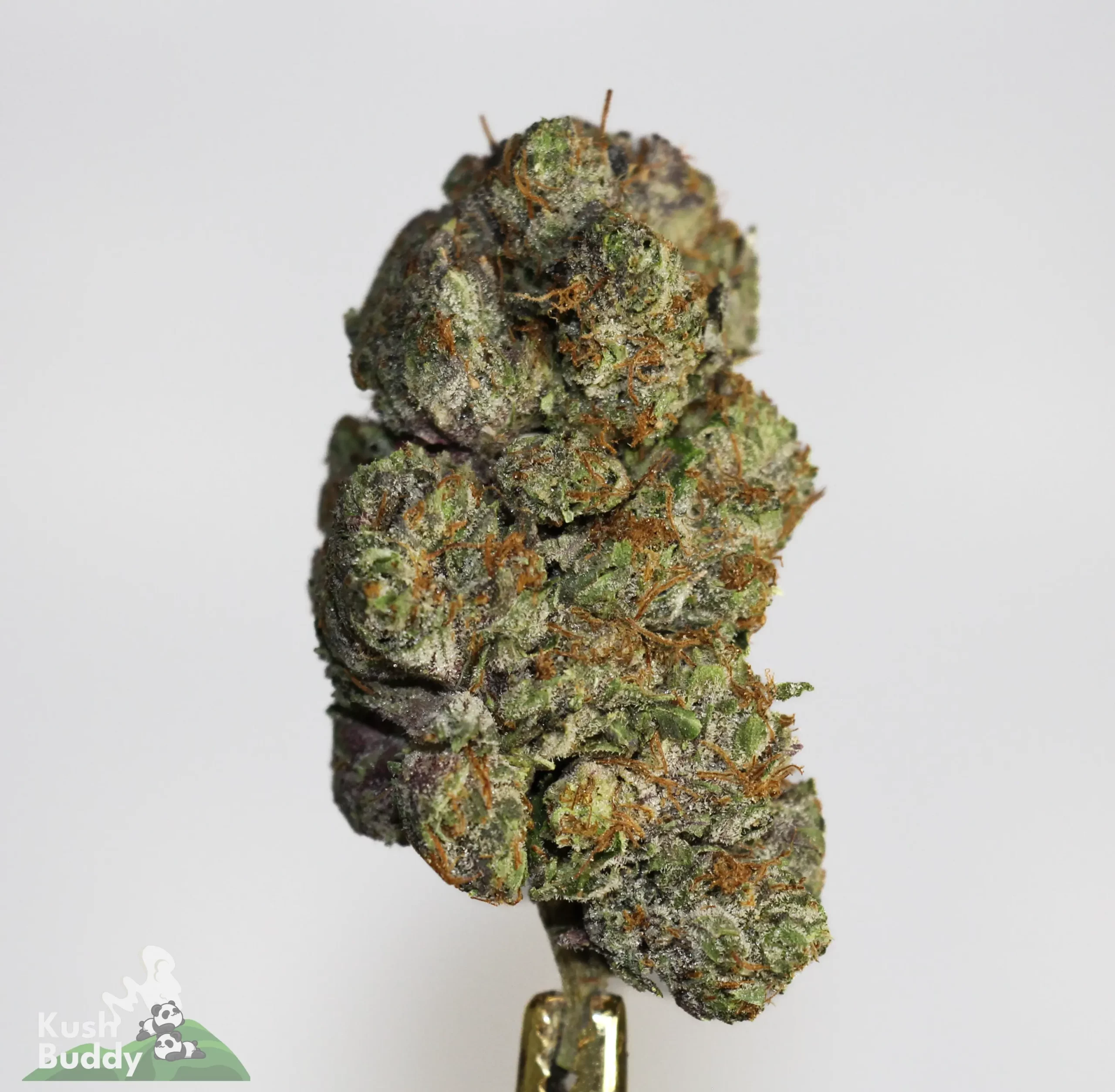 Comatose OG Strain – Buy Weed Online