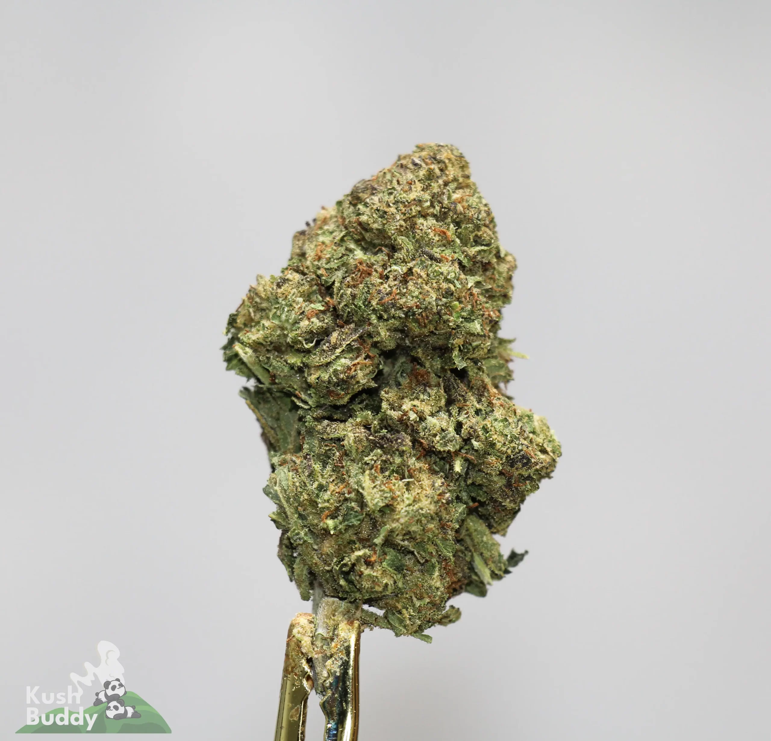 Guava Cake Strain – Buy Bulk Weed Online
