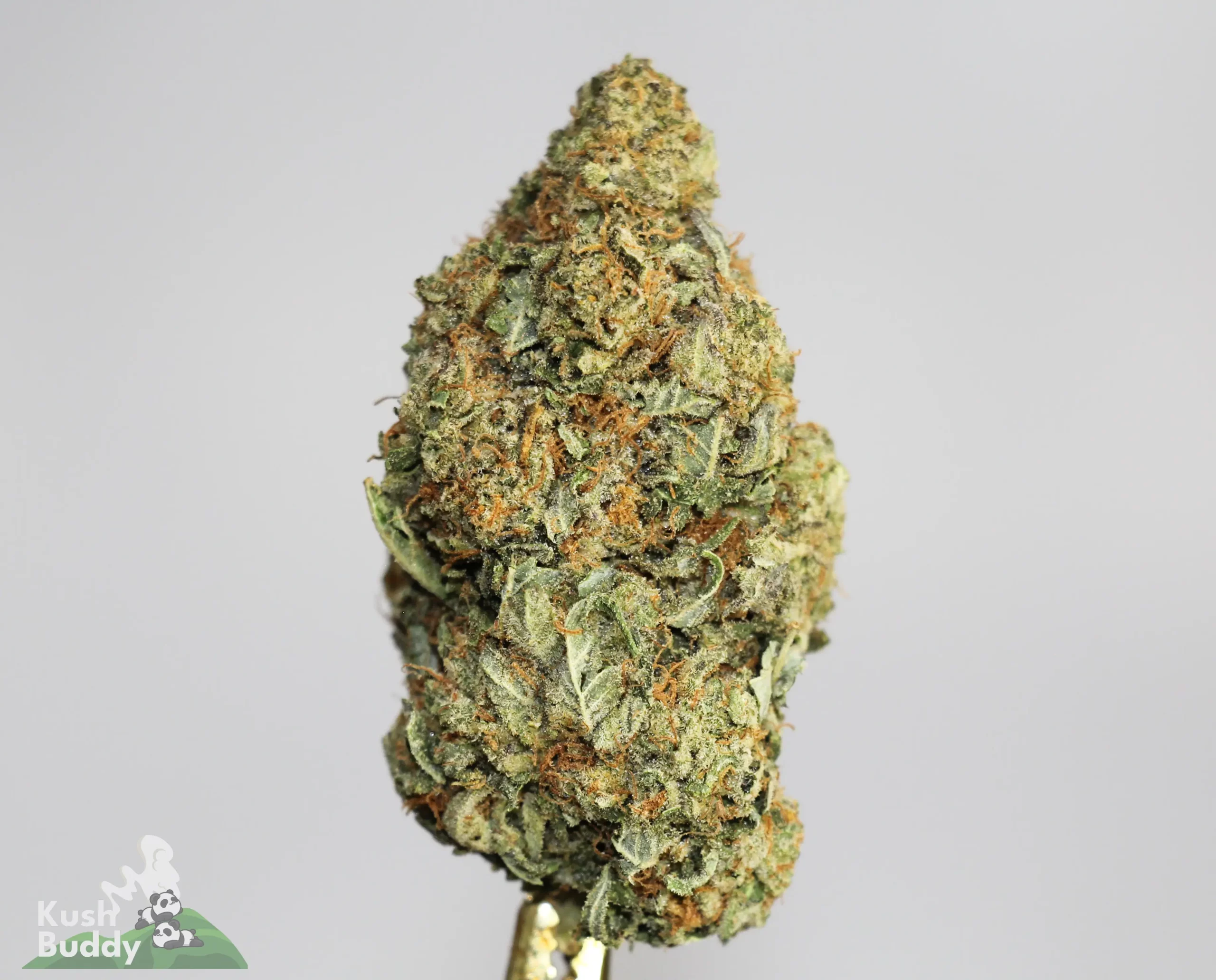 Mandarin Cookies Strain – Buy Bulk Weed Online