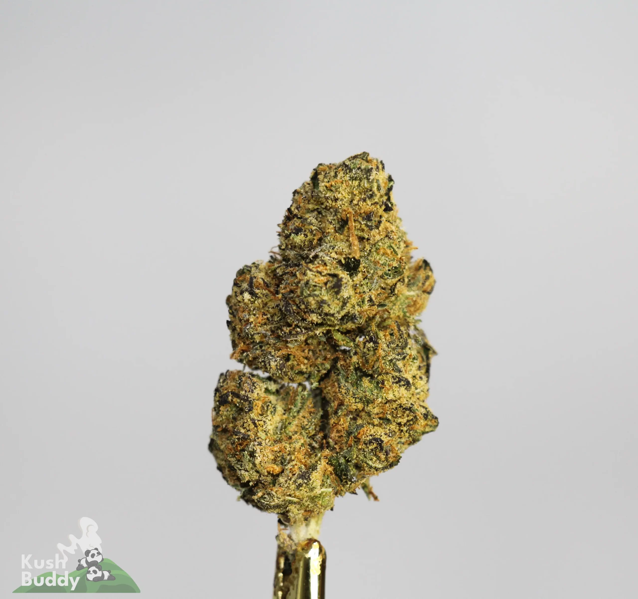 Washing Machine Strain – Buy Bulk Weed Online