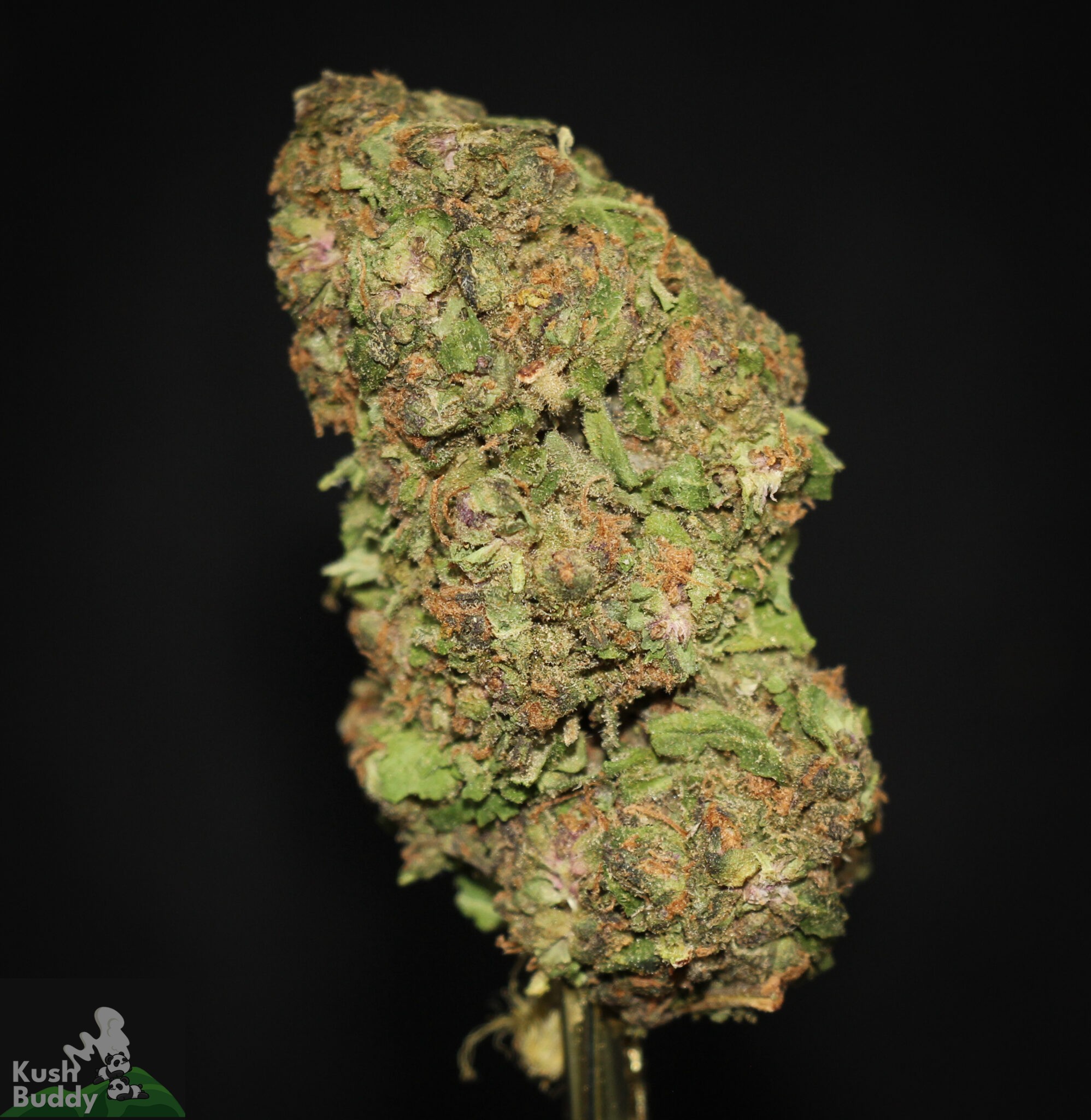 Buy Mandarin Cookies Online – Bulk Weed Strain – Kush Buddy