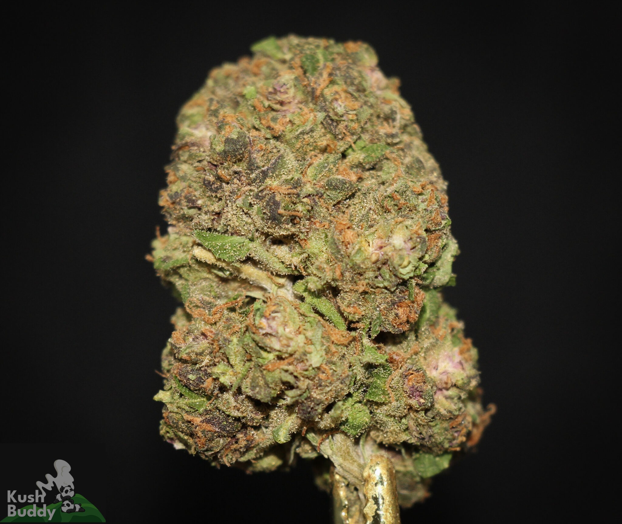 Buy Mandarin Cookies Online – Bulk Weed Strain – Kush Buddy