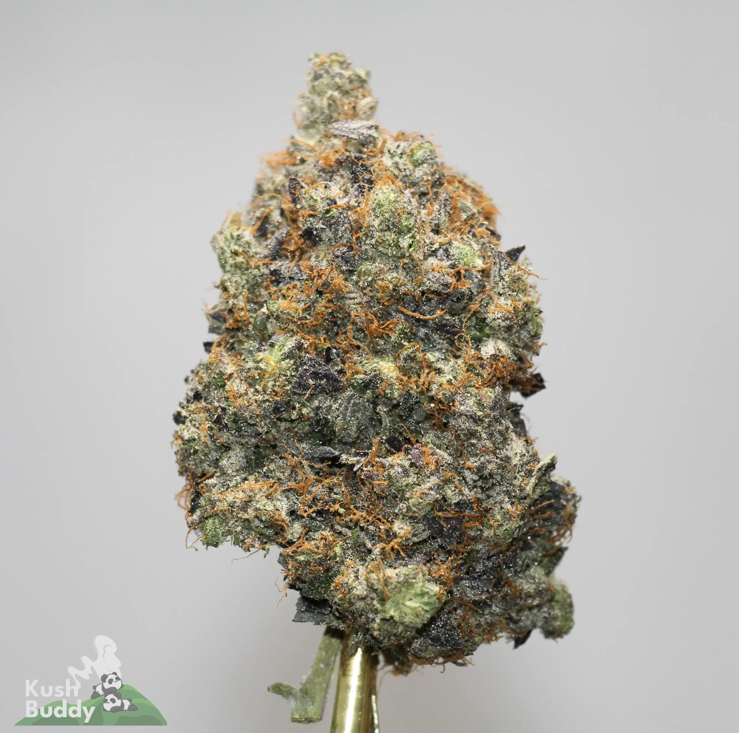 Bulk El Jefe Pink – Potent Indica Hybrid – Buy Weed Online