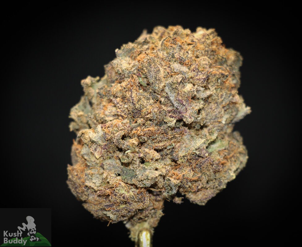 Grape Ape Strain – Cannabis Dispensary – Kush Buddy