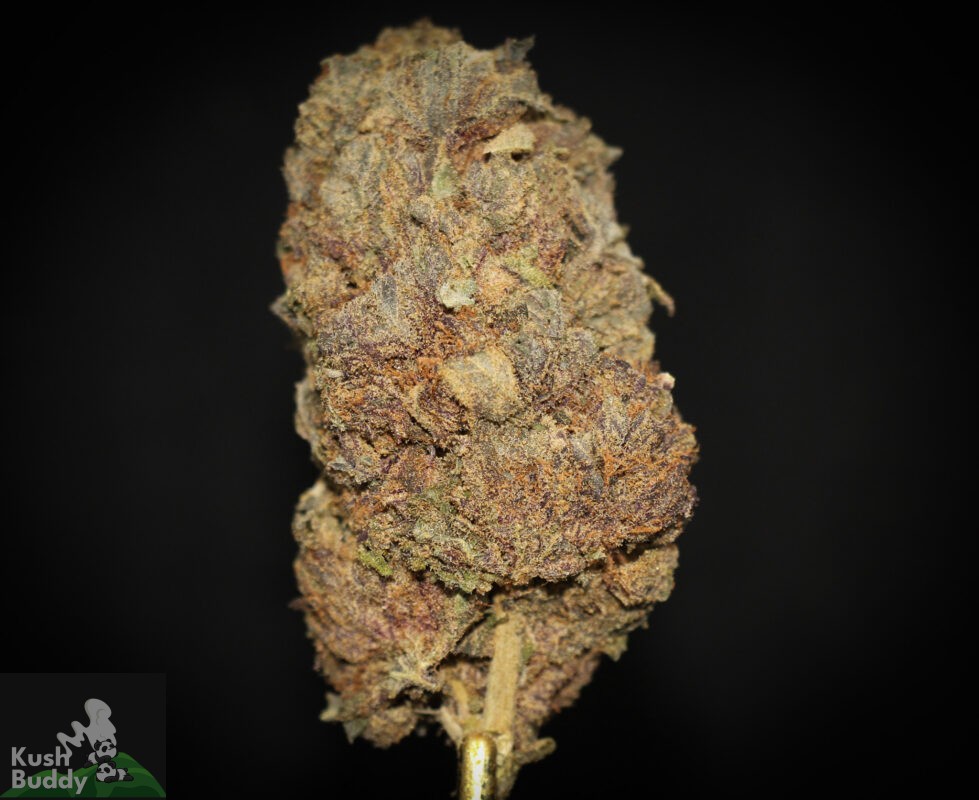 Grape Ape Strain – Cannabis Dispensary – Kush Buddy