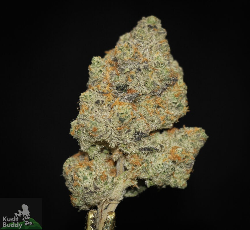 Buy Slurricane Online – Weed Strain – Kush Buddy