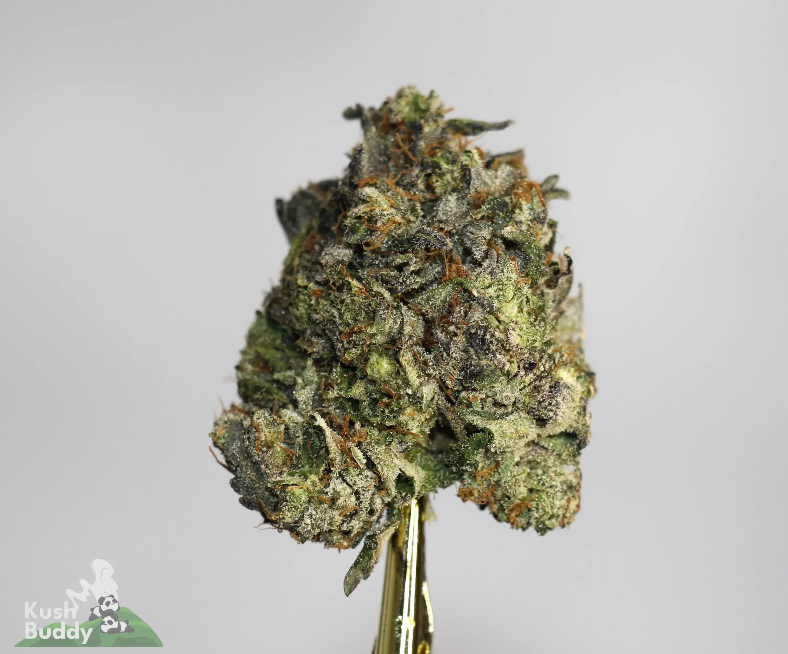 El Chapo Pink | Premium Indica | Kush Buddy Canada