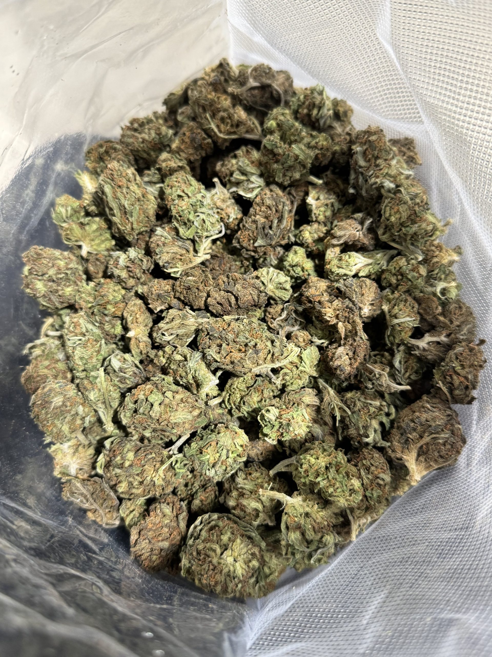 Cinderella 99 Strain – Buy Bulk Weed Online