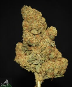 Buy Cake Pop Online – Bulk Weed Strain – Kush Buddy