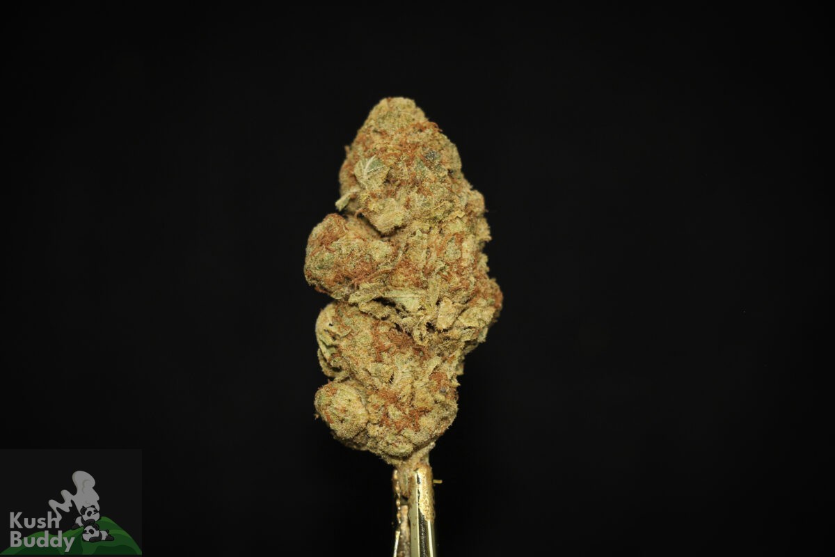 Buy Cake Pop Online – Weed Strain – Kush Buddy