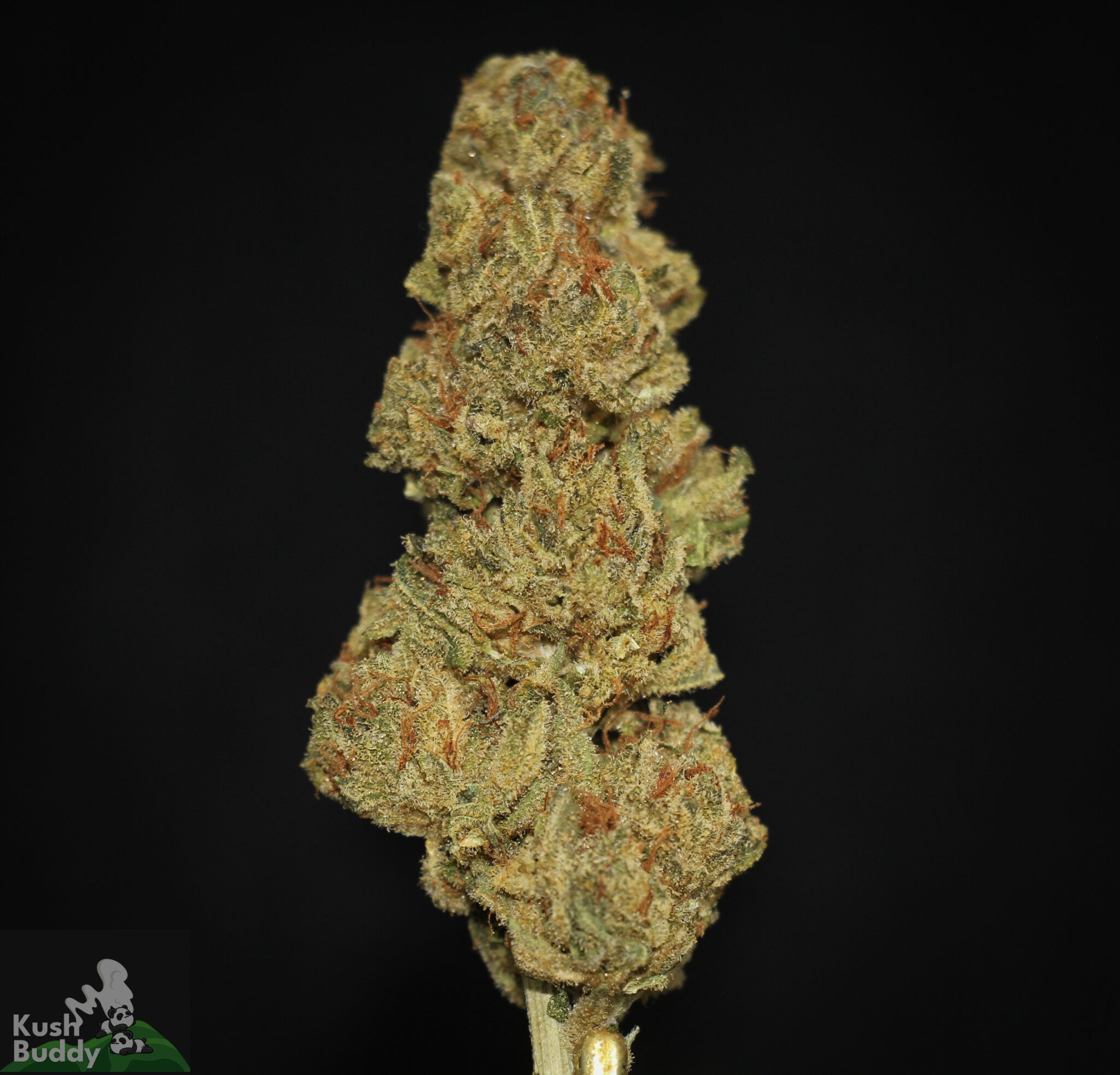 Buy Papaya Punch Online – Bulk Weed Strain – Kush Buddy