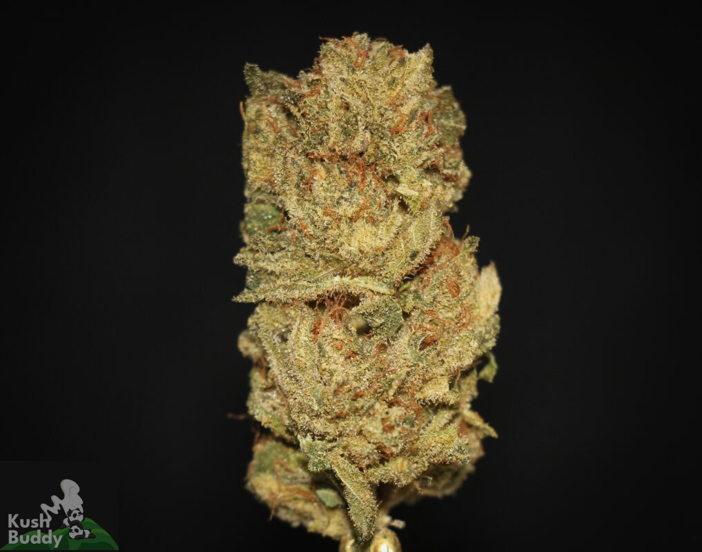 Buy Papaya Punch Online – Bulk Weed Strain – Kush Buddy