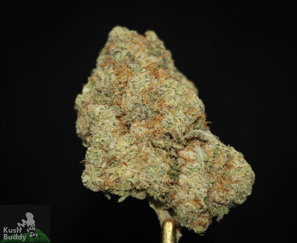 Buy Wizard Cookies Online – Weed Strain – Kush Buddy