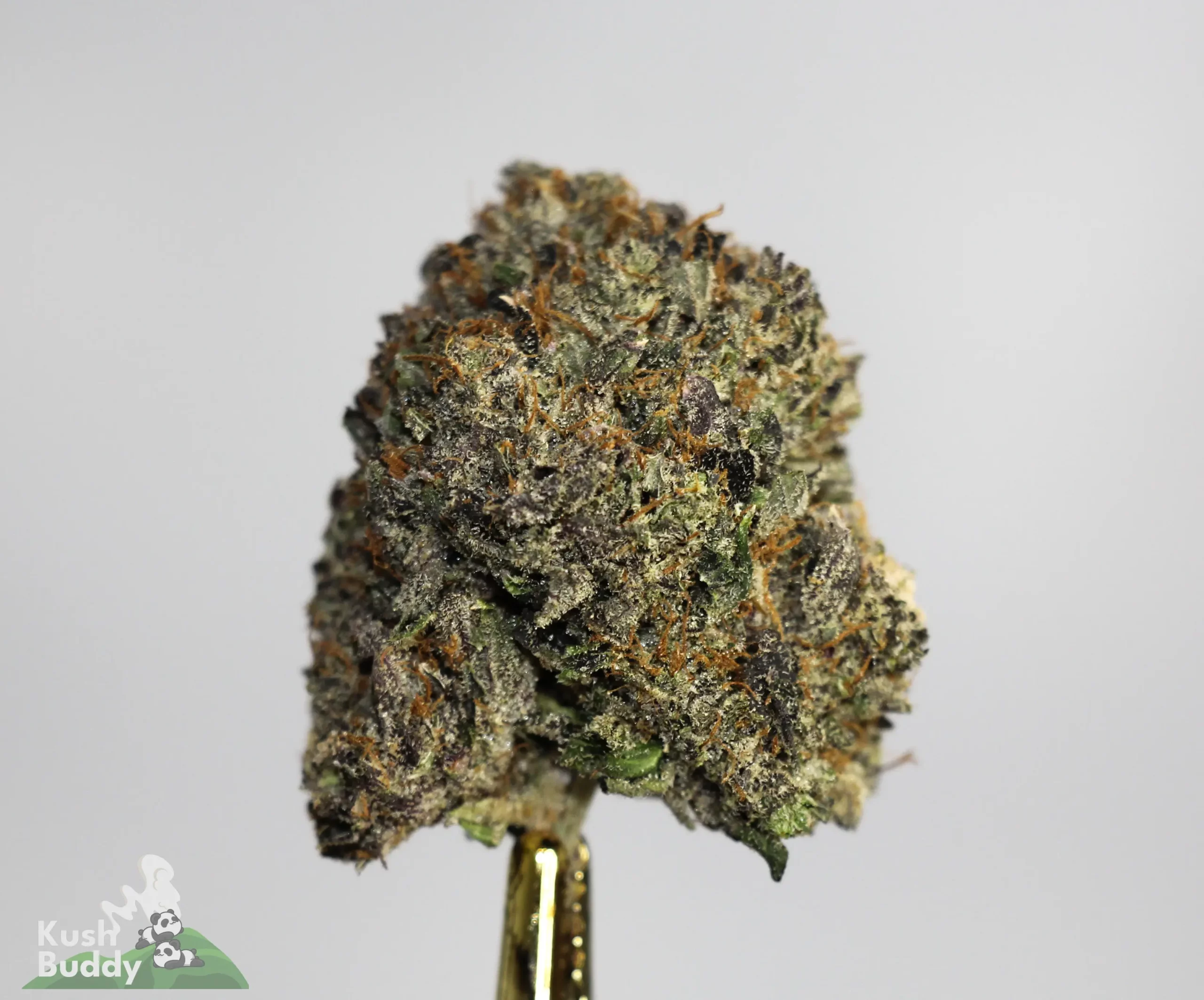 Astroman's Pink Goo Strain – Buy Weed Online