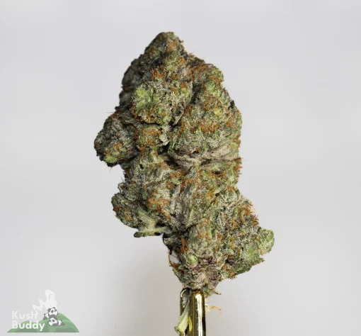 Astroman's Pink Goo Strain – Buy Weed Online