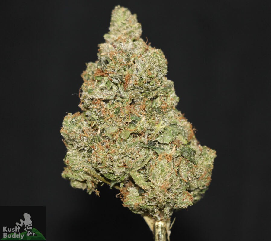Buy Obama Pink Kush Online – Weed Strain – Kush Buddy