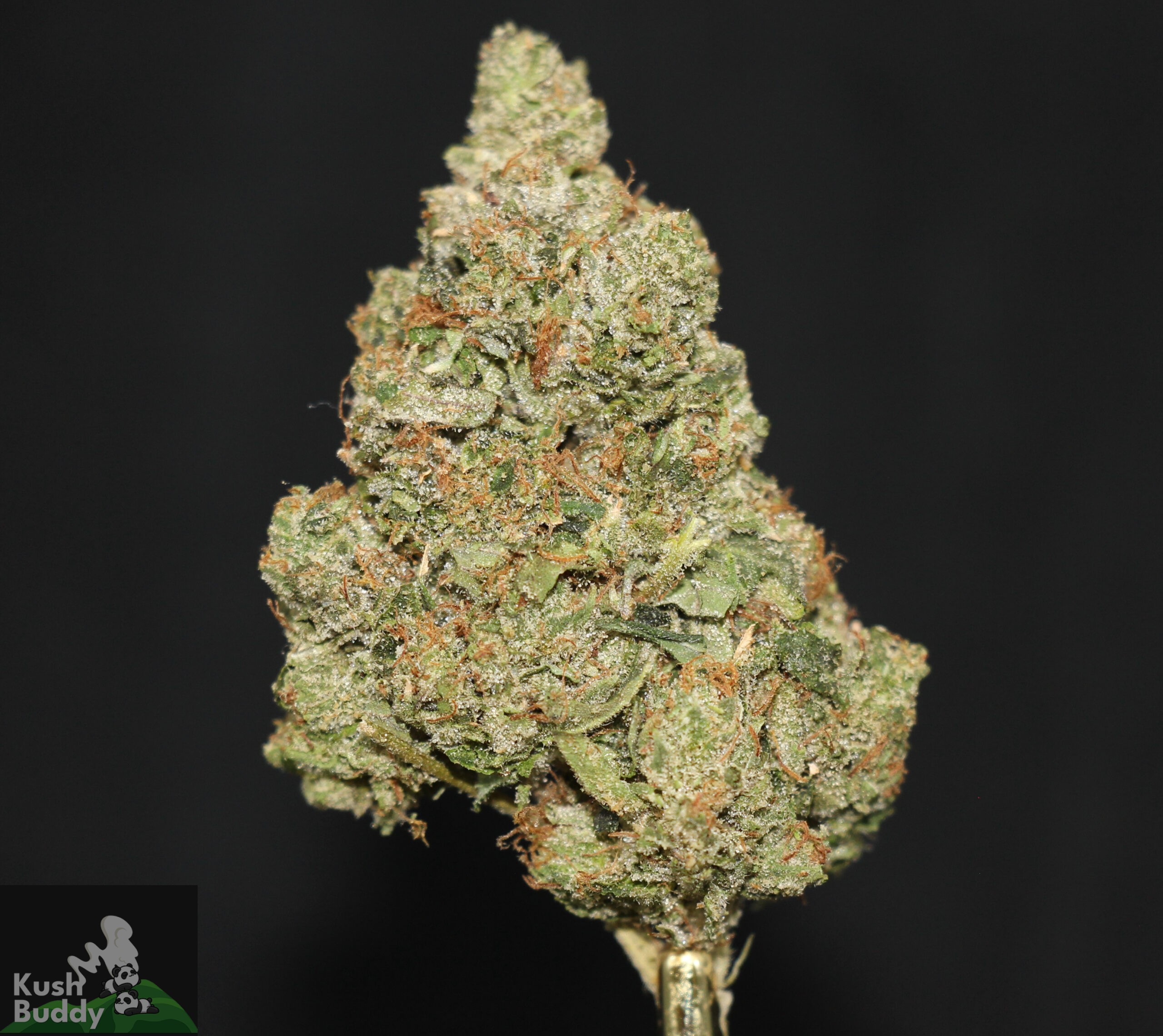 Buy Obama Pink Kush Online – Weed Strain – Kush Buddy