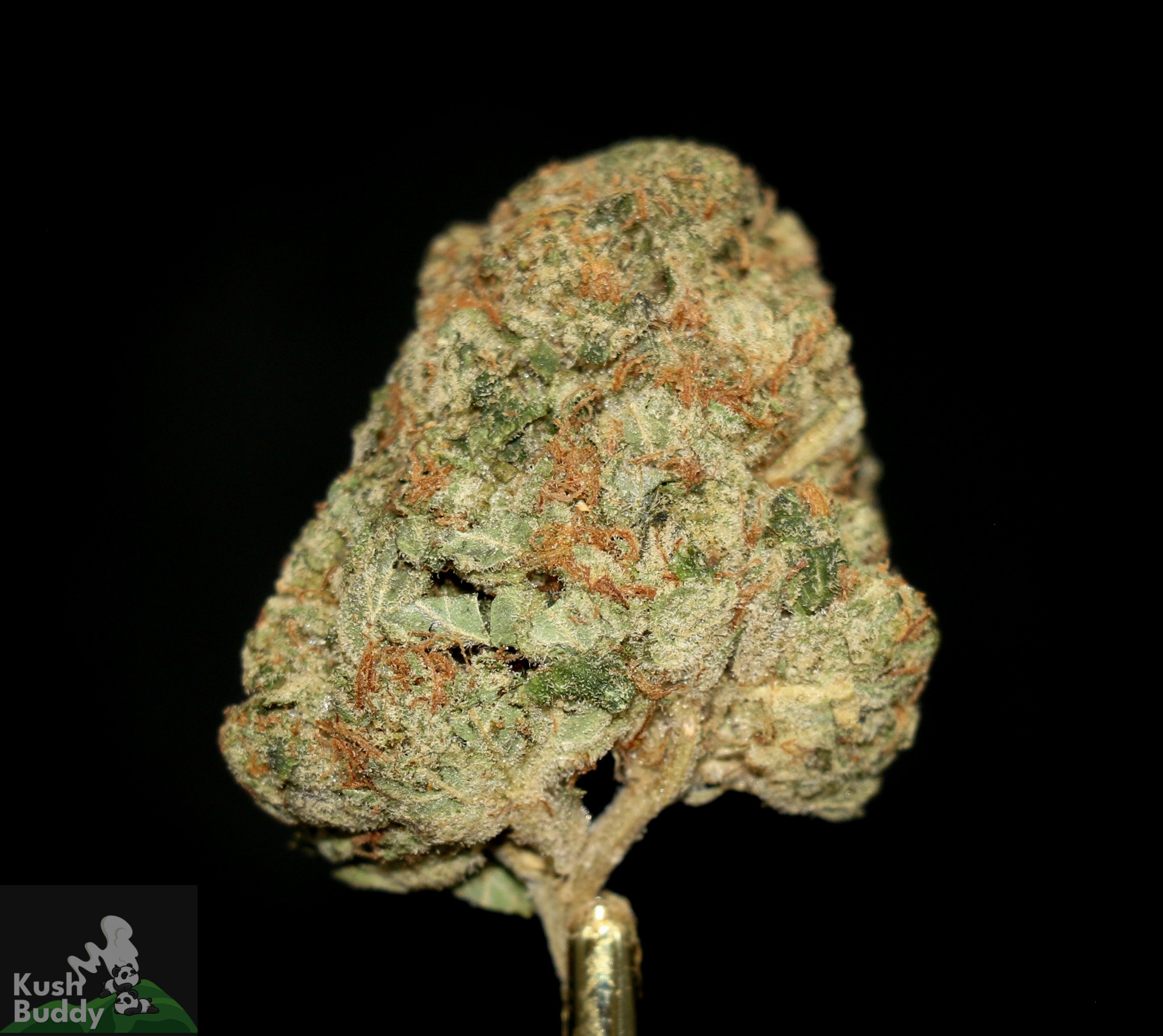 Buy Obama Pink Kush Online – Weed Strain – Kush Buddy
