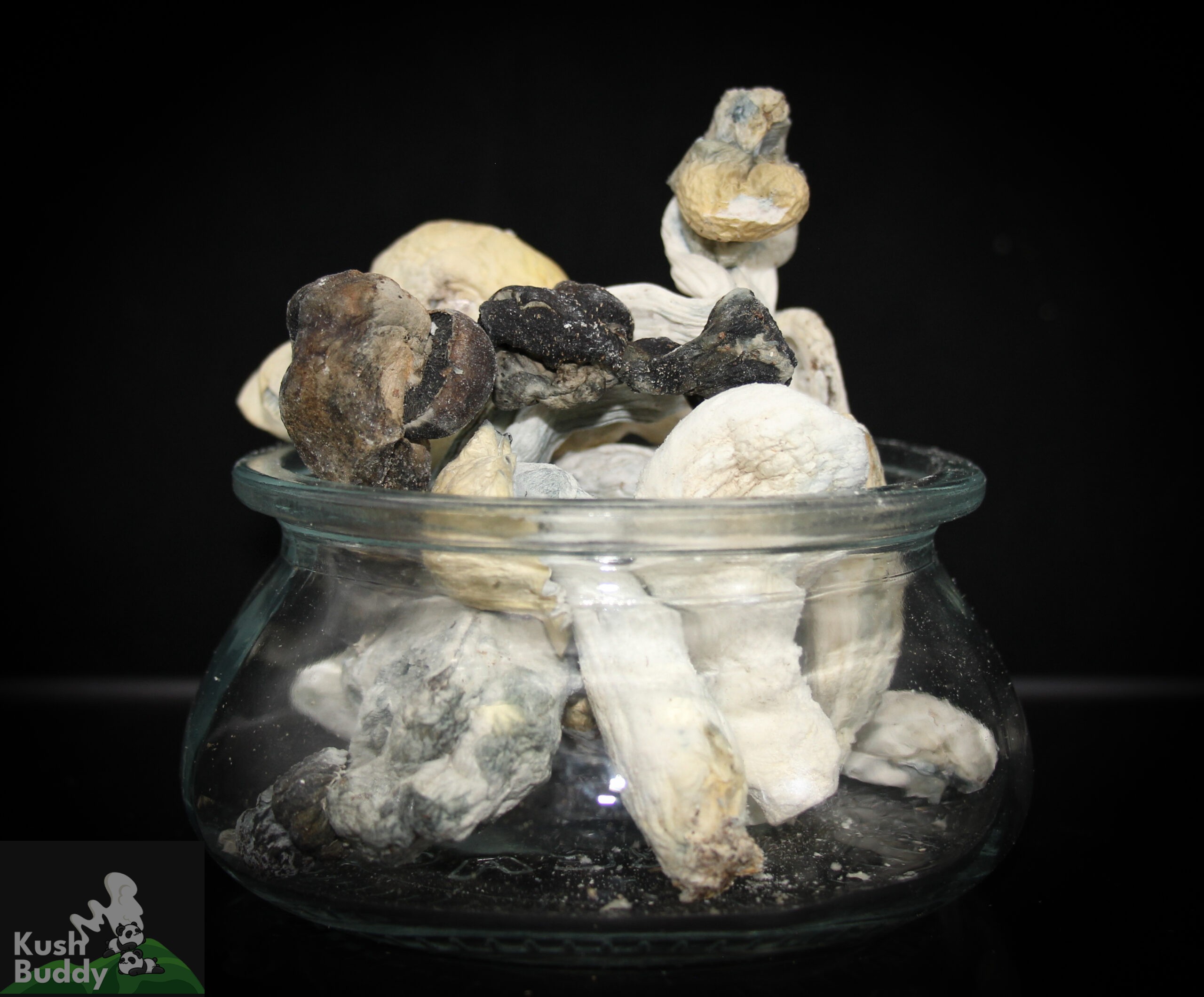 Buy Magic Mushrooms – Cambodian Albino – Kush Buddy