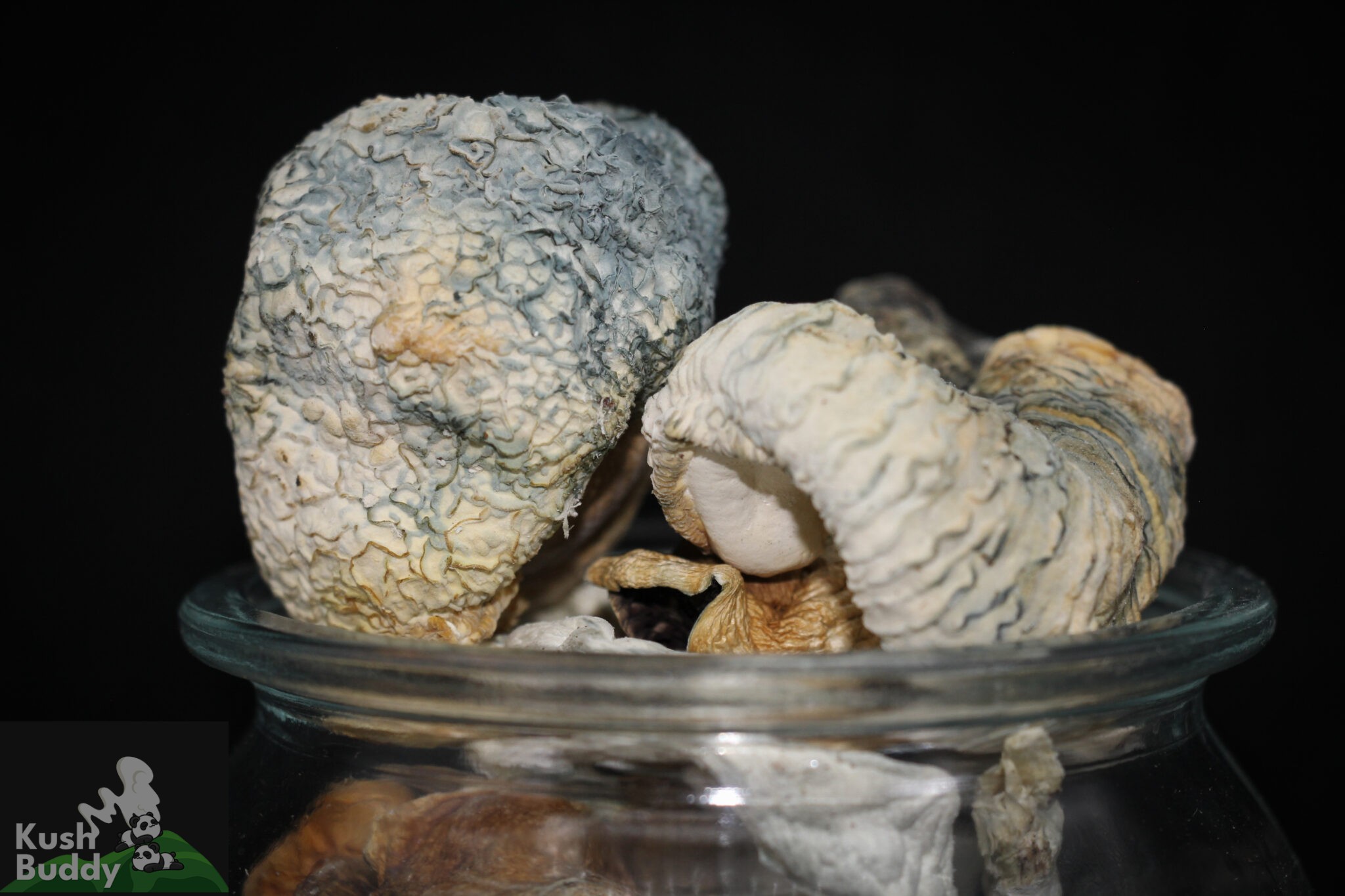 Buy Magic Mushrooms – Mazatapec – Kush Buddy