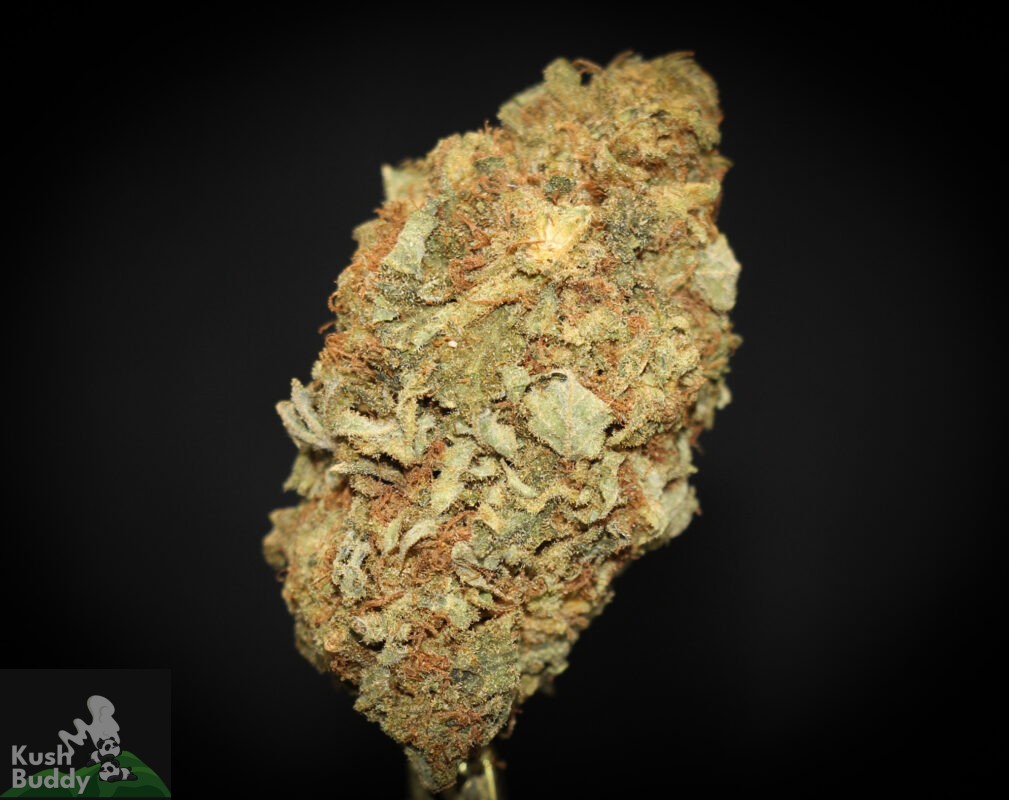 Buy Cactus Breath Online – Bulk Weed Strain – Kush Buddy