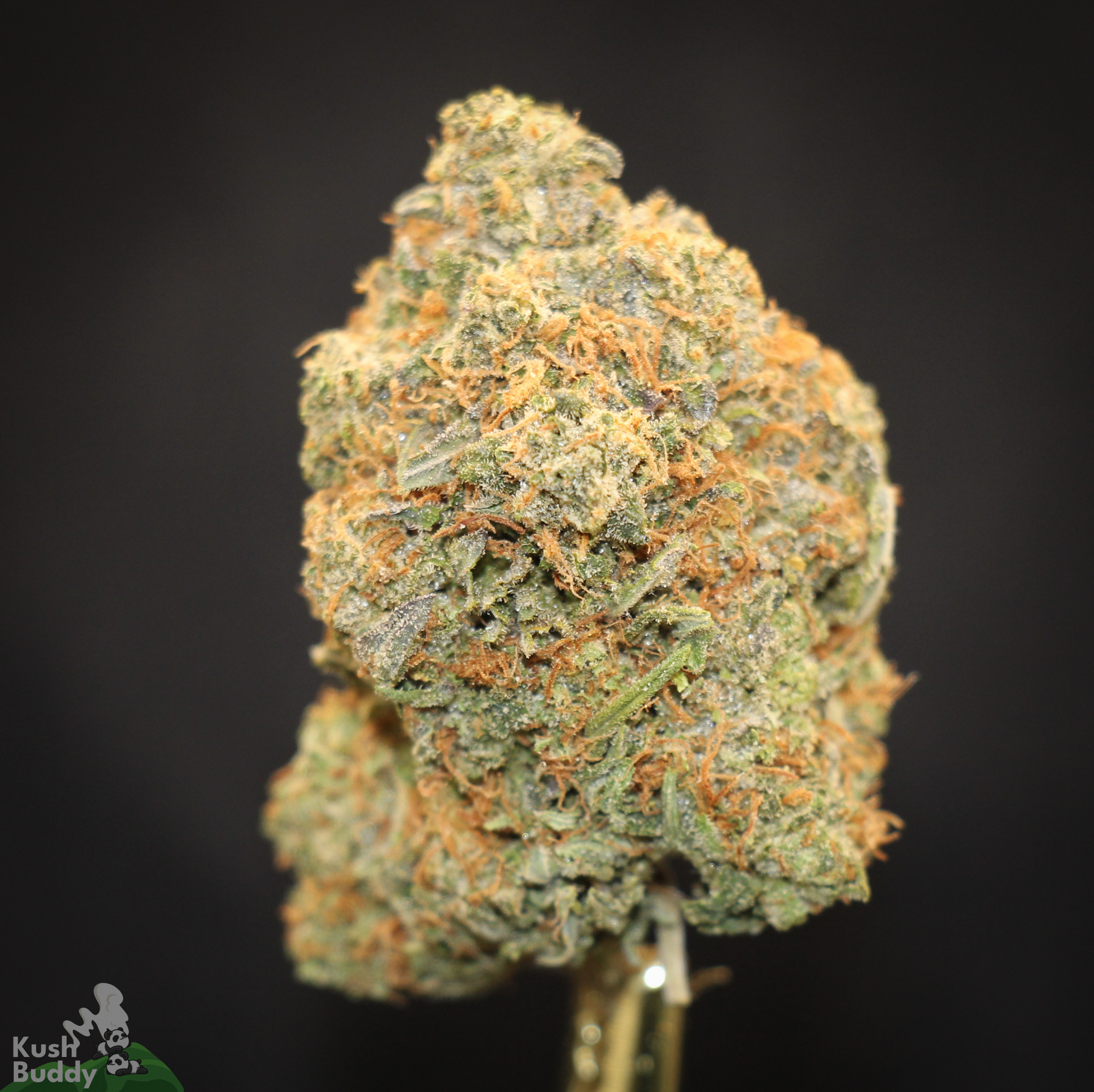 Buy 11 Week Pink Kush Online – Bulk Weed Strain – Kush Buddy