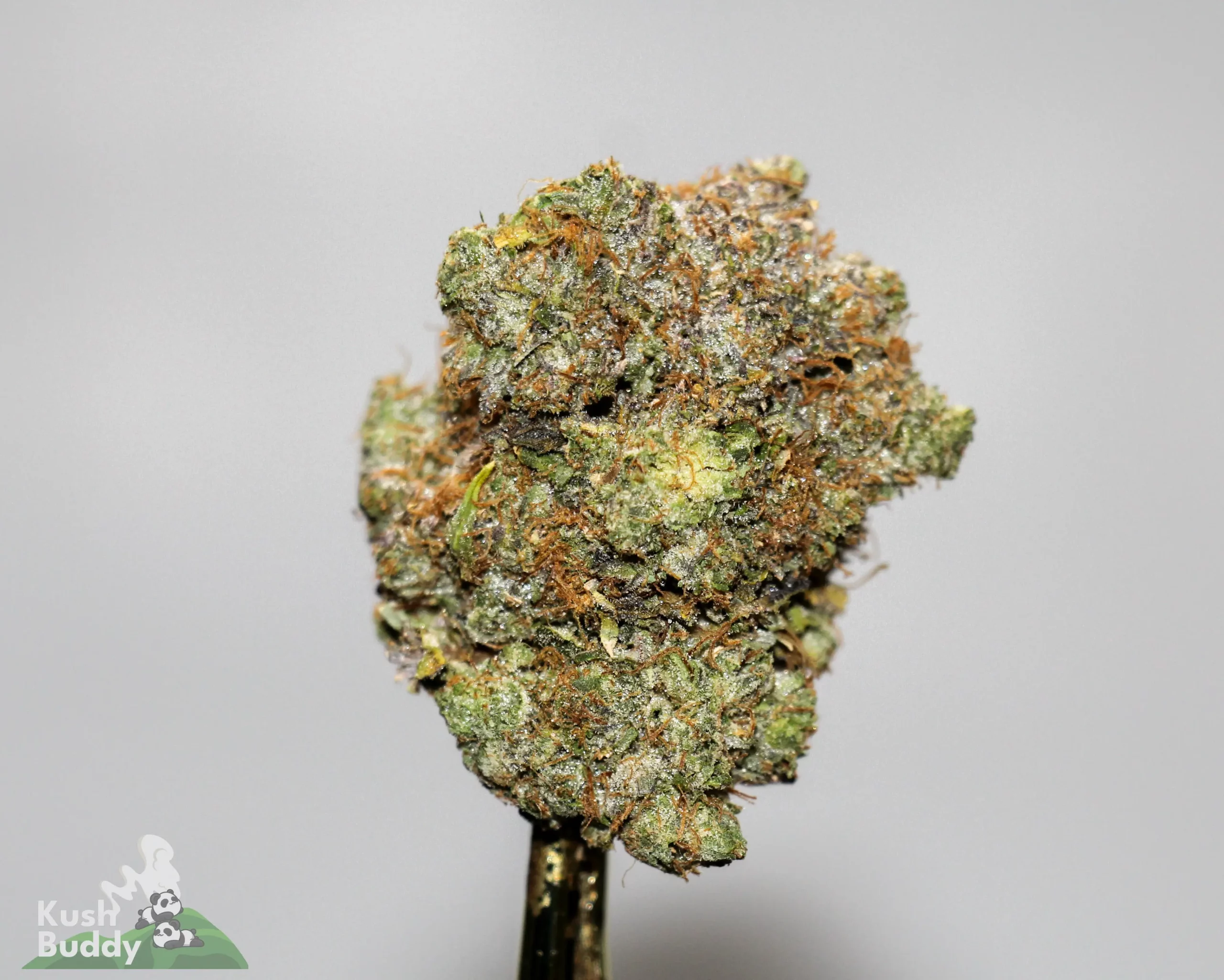 11 Week Pink Strain – Buy Bulk Weed Online