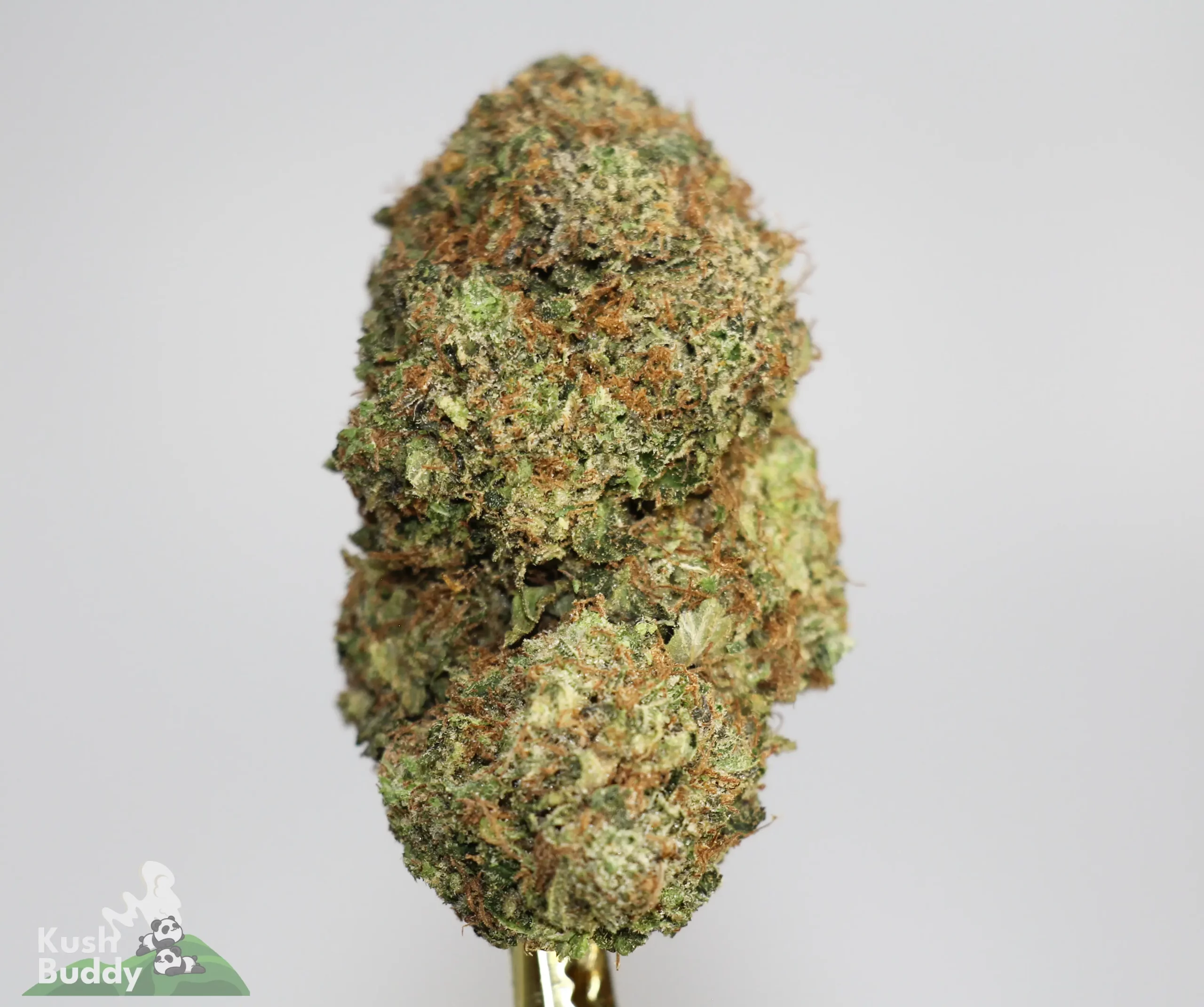 Zombie Kush Strain – Buy Bulk Weed Online