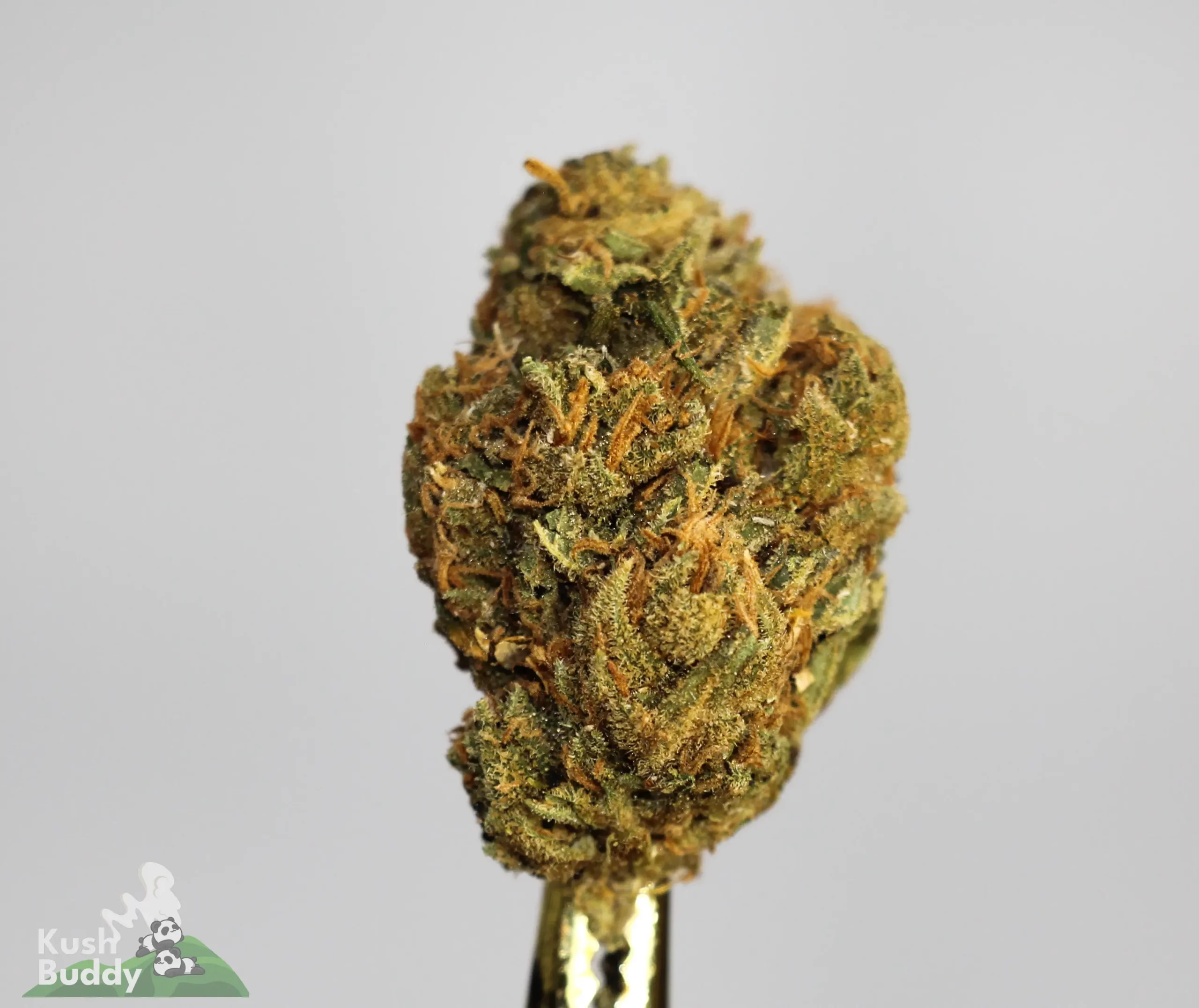 Super Silver Haze Strain – Buy Weed Online