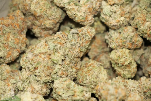 Buy London Pound Cake Online – Bulk Weed Strain – Kush Buddy