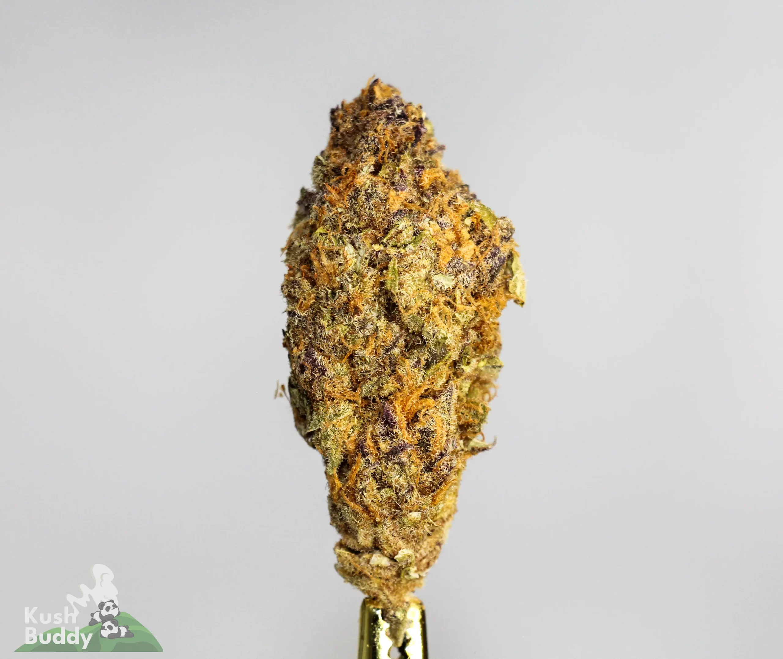 Red Congolese Strain – Buy Bulk Weed Online