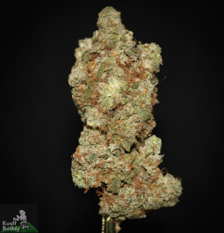 Georgia Pie Strain Online – Weed Strain – Kush Buddy