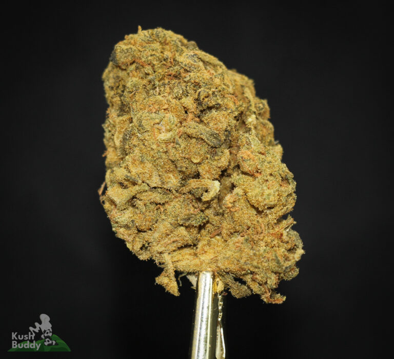 Buy Lemon Thai Online – Weed Strain – Kush Buddy