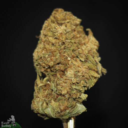 Buy Runtz OG Online – Bulk Weed Strain – Kush Buddy