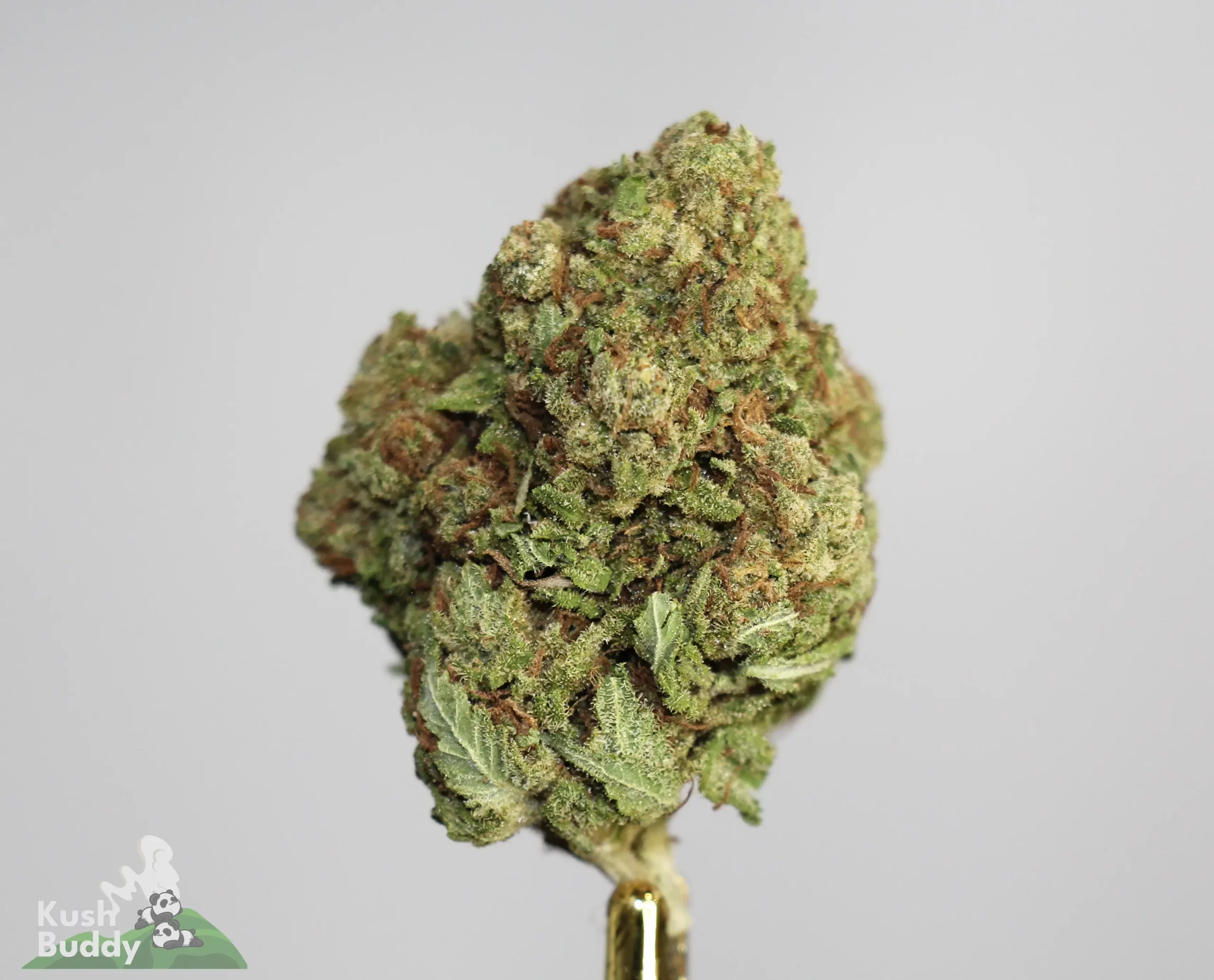 Super Runtz OG Strain – Buy Weed Online