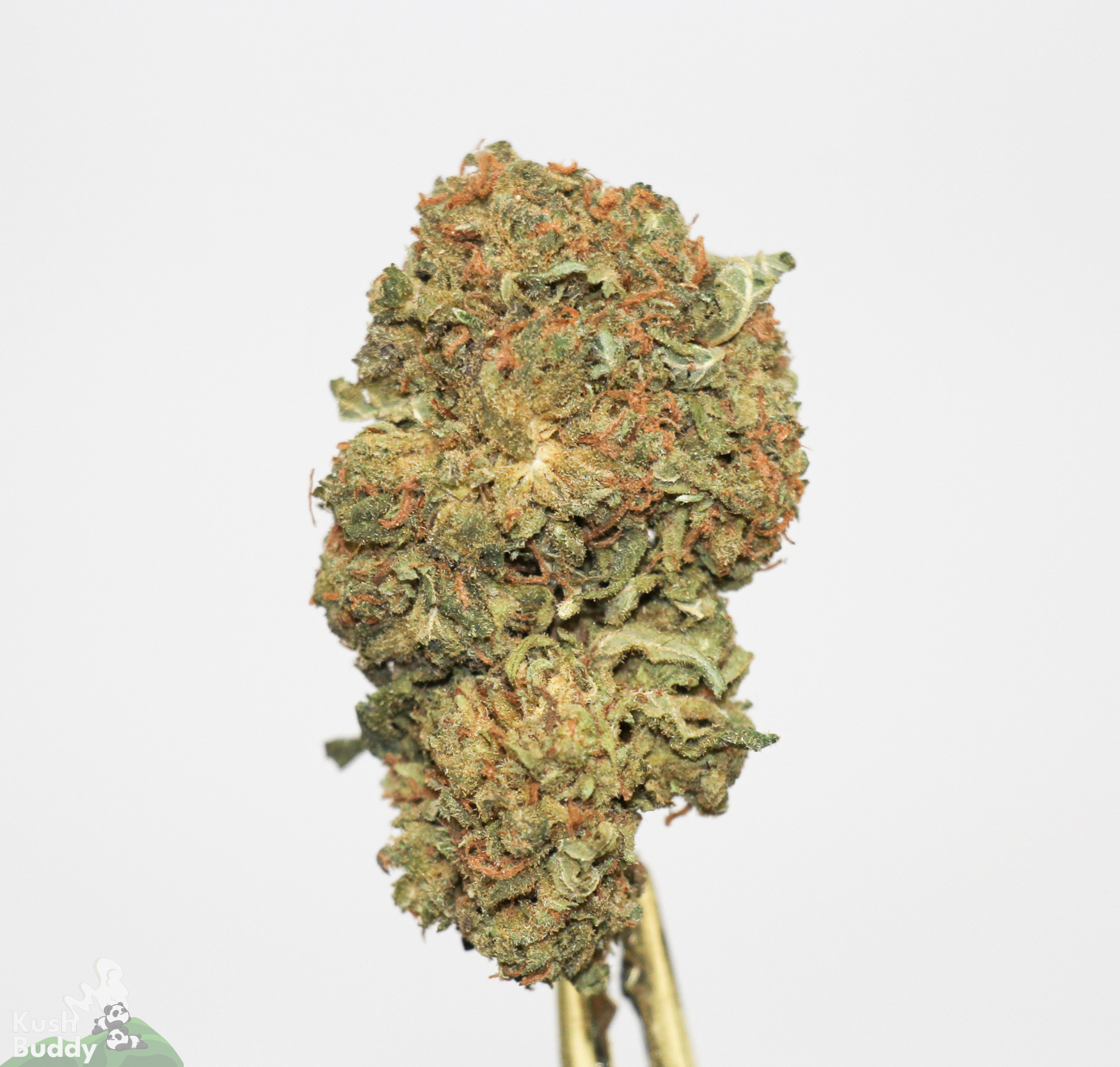 Buy Banana Punch Online – Weed Strain – Kush Buddy
