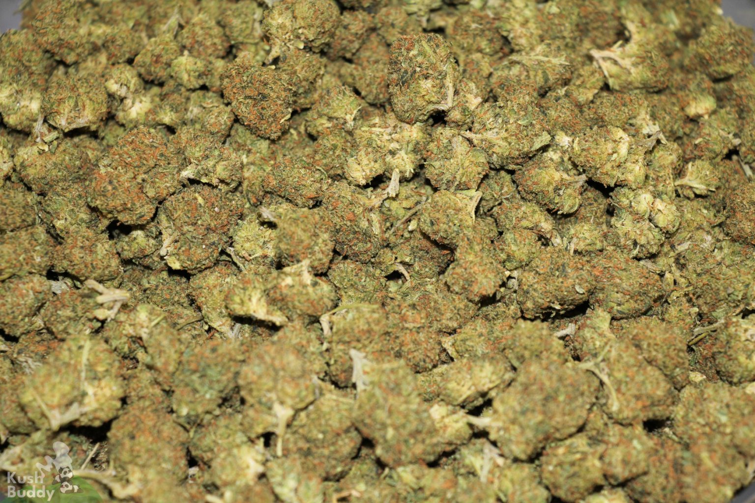 Buy Green Crack Online – Weed Strain – Kush Buddy