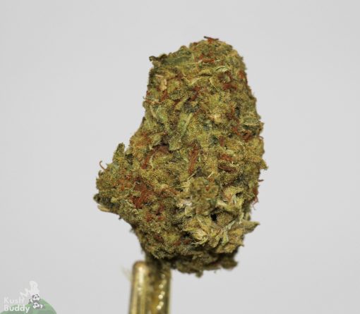 Buy Papaya Punch Online – Bulk Weed Strain – Kush Buddy
