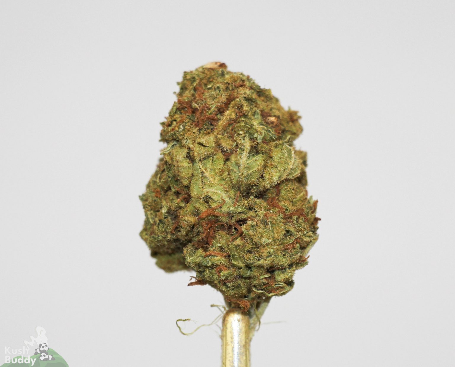 Buy Papaya Punch Online – Bulk Weed Strain – Kush Buddy