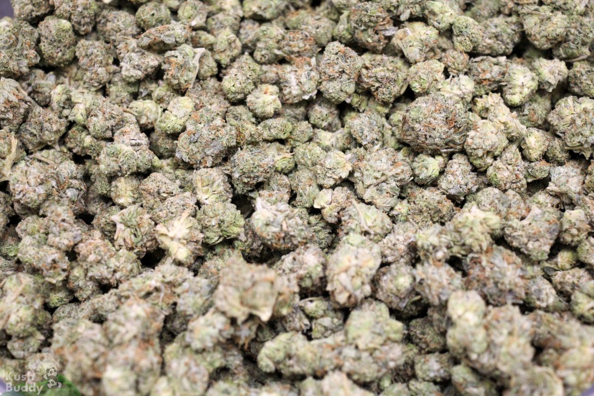 Buy Pink Rockstar Online – Weed Strain – Kush Buddy