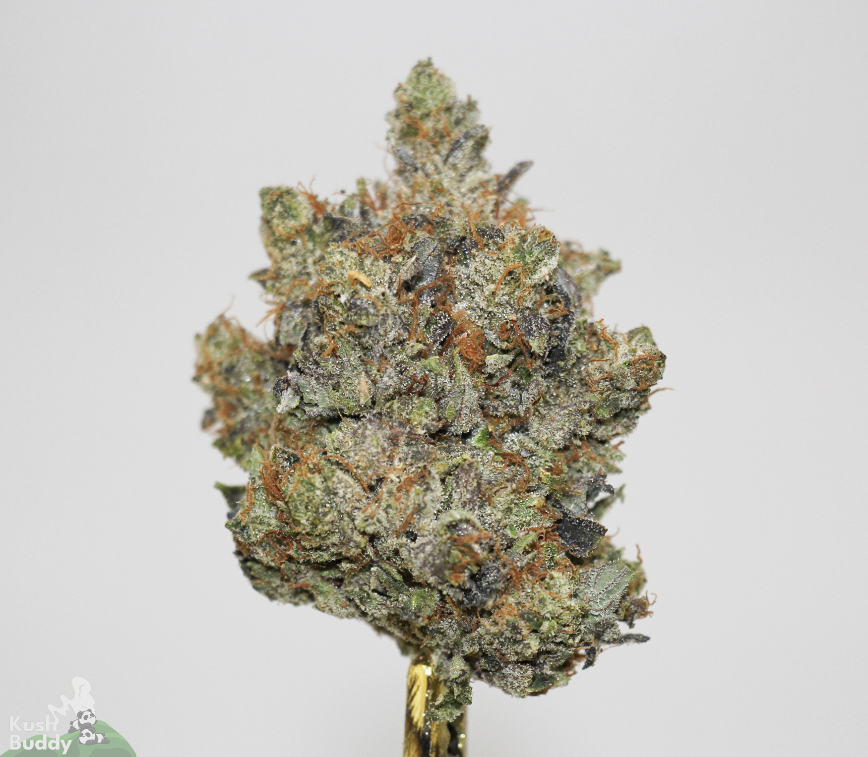 Buy Tom Ford Pink Kush Online – Weed Strain – Kush Buddy