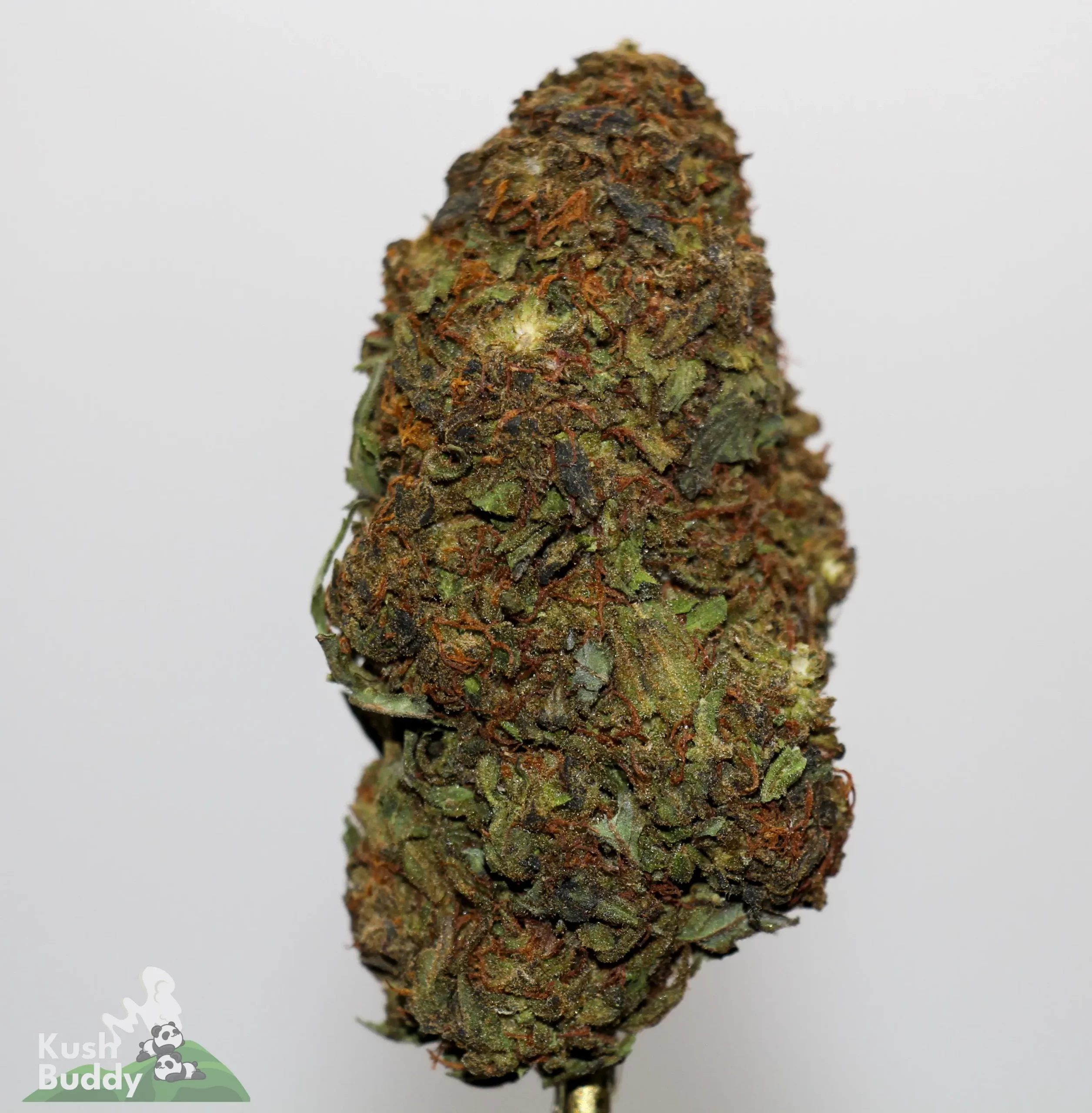 Cinderella 99 Strain – Buy Bulk Weed Online