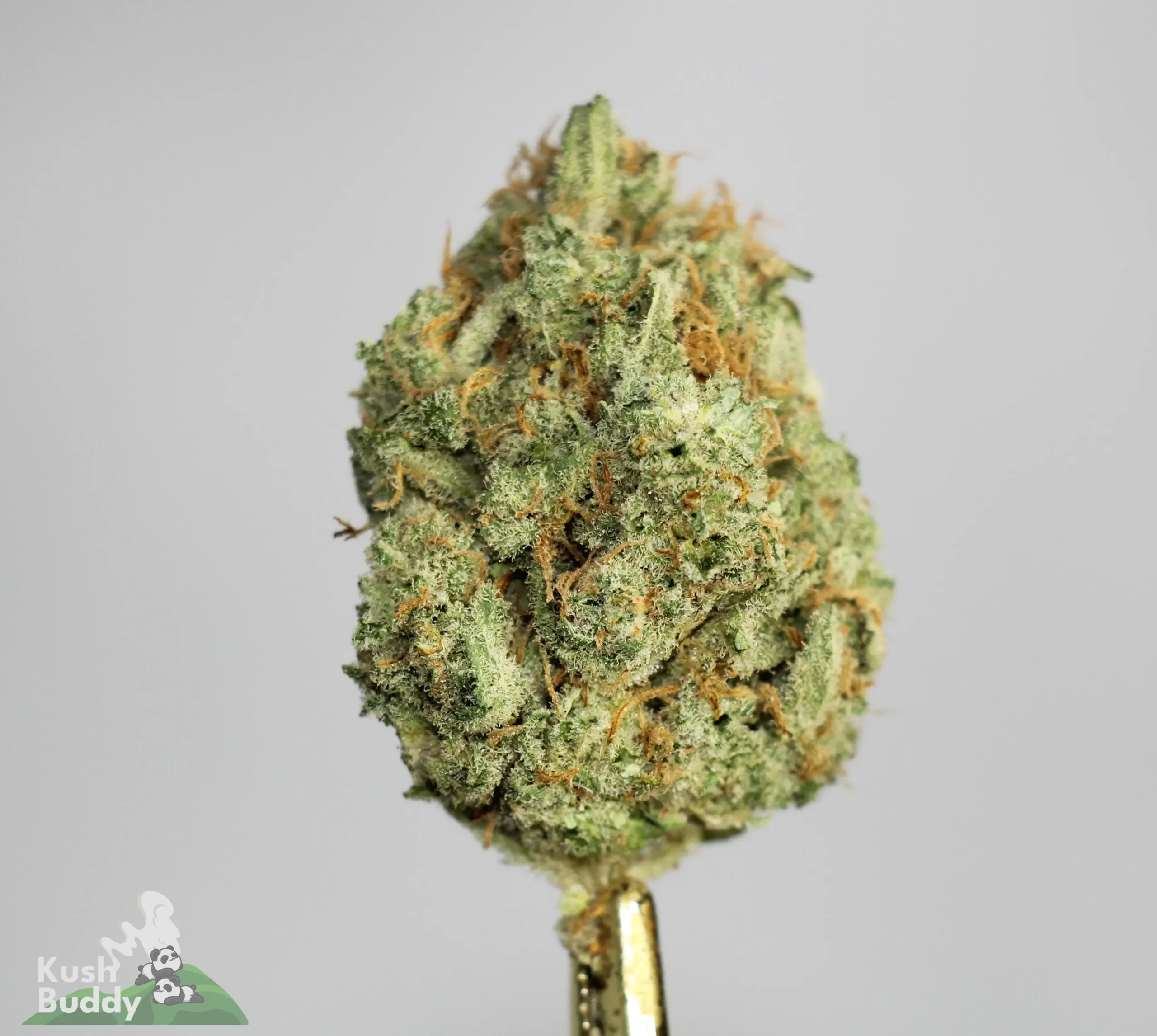 Blueberry Runtz – Buy Bulk Weed Online